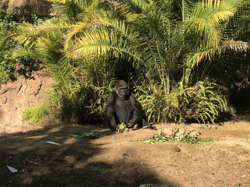 LA Zoo announces pregnancy of critically endangered gorilla – Annenberg ...